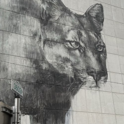 Banshees of the Beltline | Cluesolvers